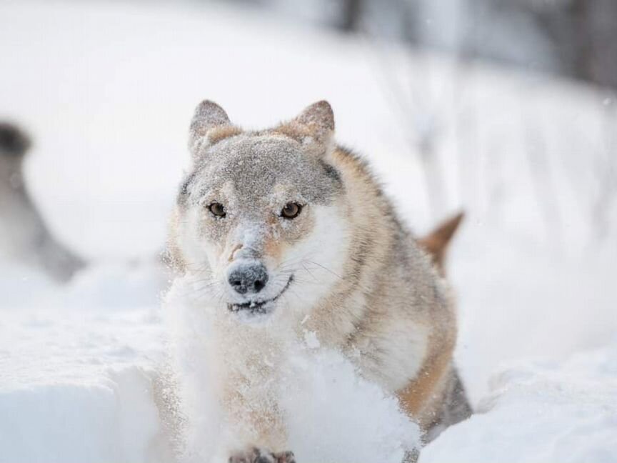 Чехословацкая волчья собака (влчак) щенки
