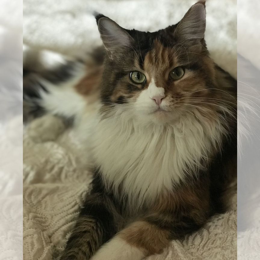 Мейн-кун, взрослая кошка