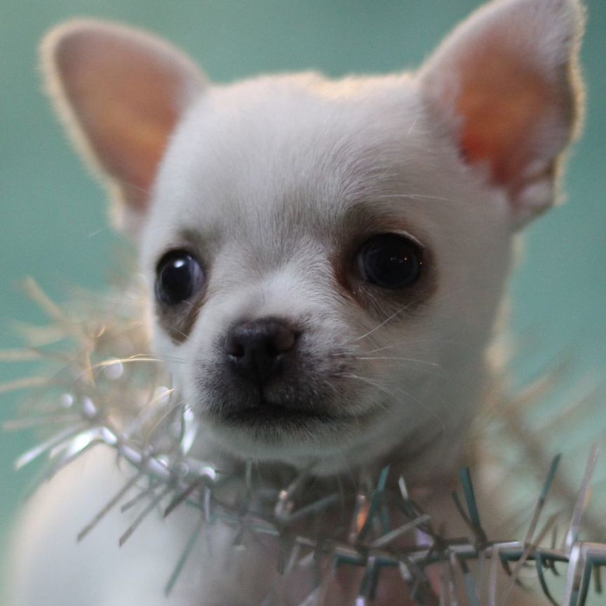 Щенки чихуахуа с РКФ