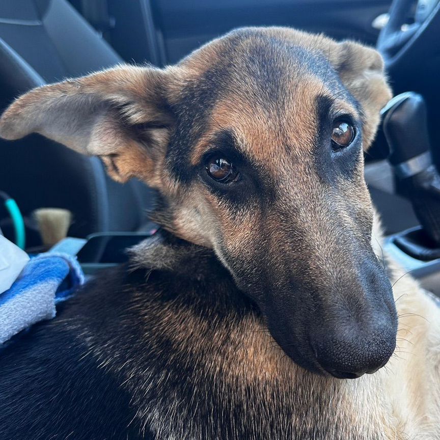 Собачку бросили на обочине умирать