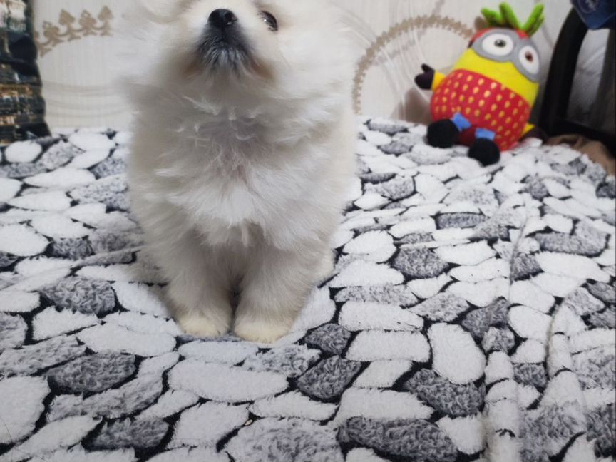 Продаются щенки померанского шпица