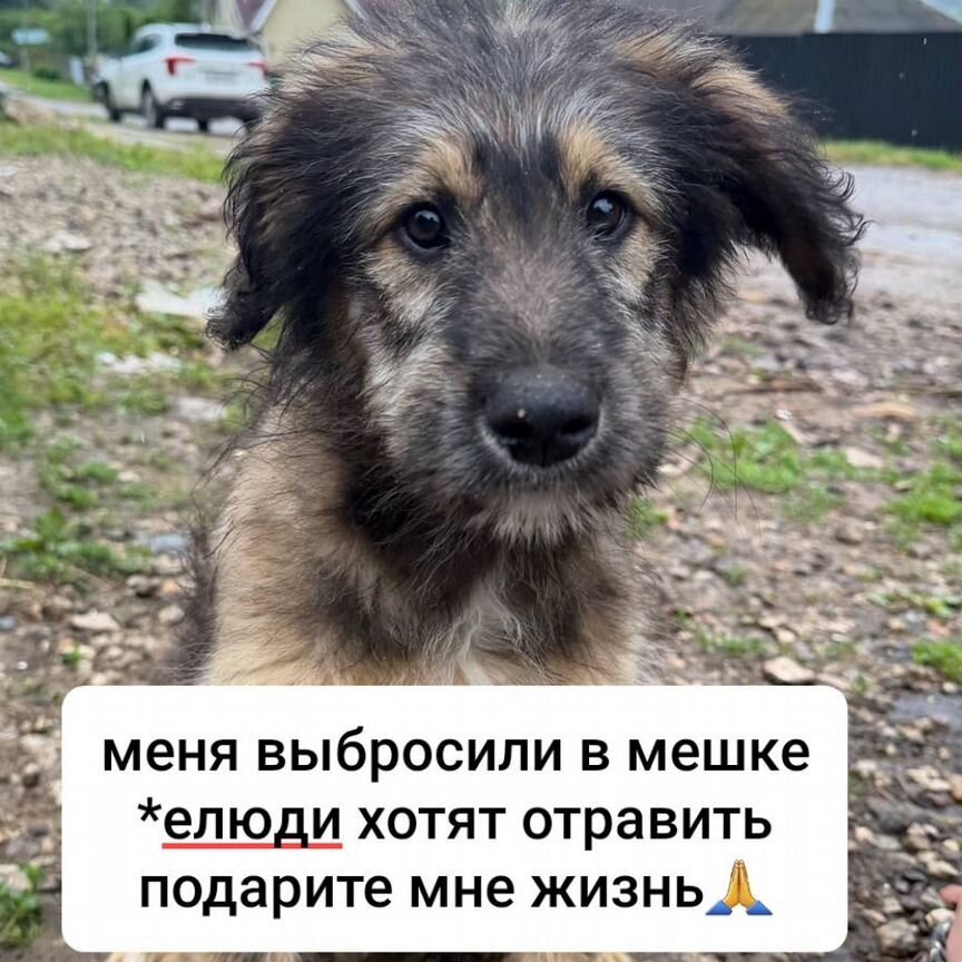 Щенок в добрые руки