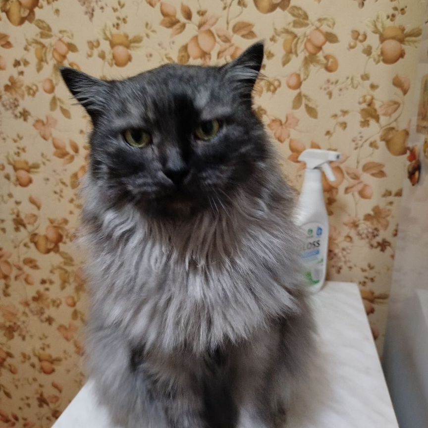 Ищем любящую семью котику