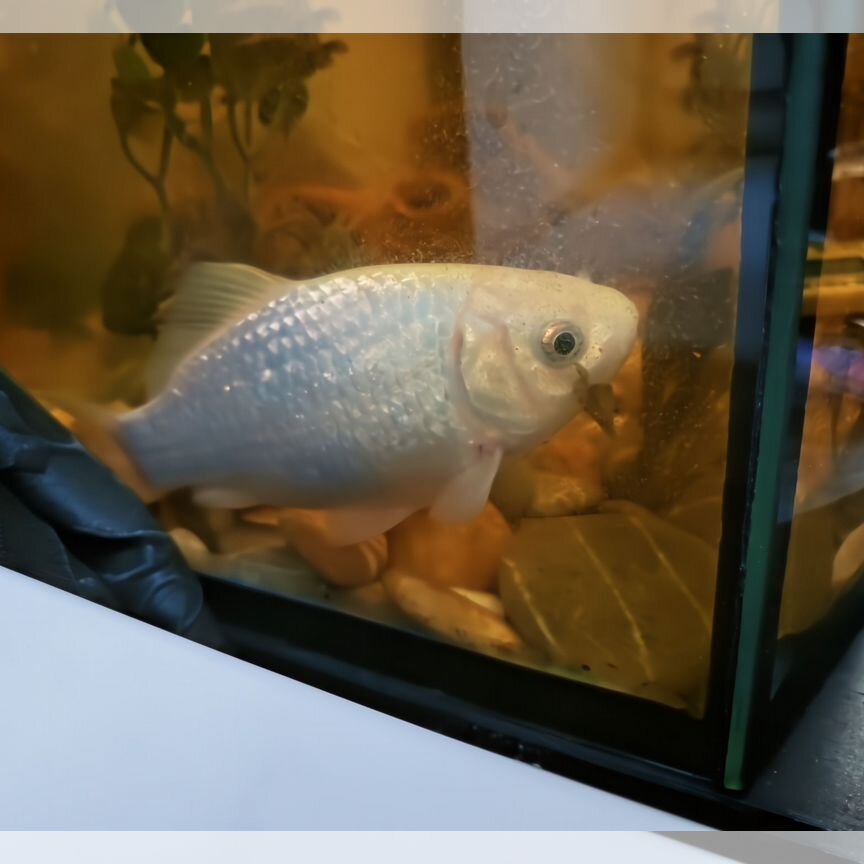 Бронь. Золотая рыба брльшая