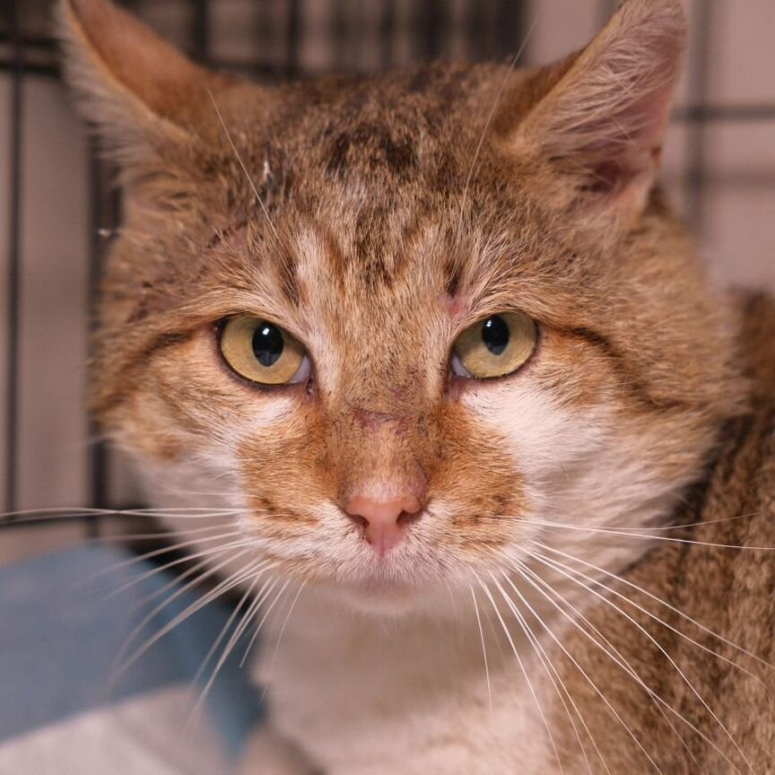 Котик Базилик