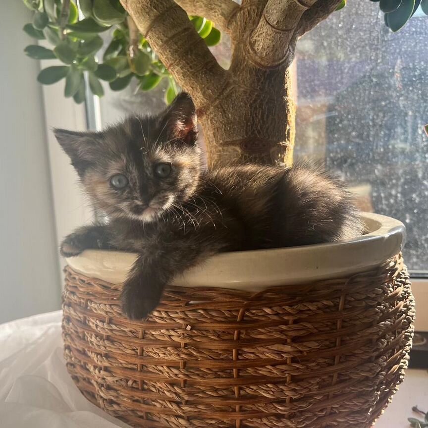 Котята в добрые руки бесплатно