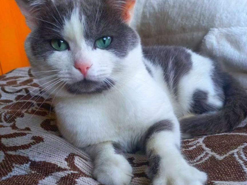 Котик Костя