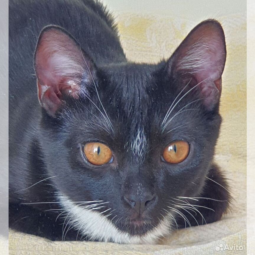 Котенок в семью