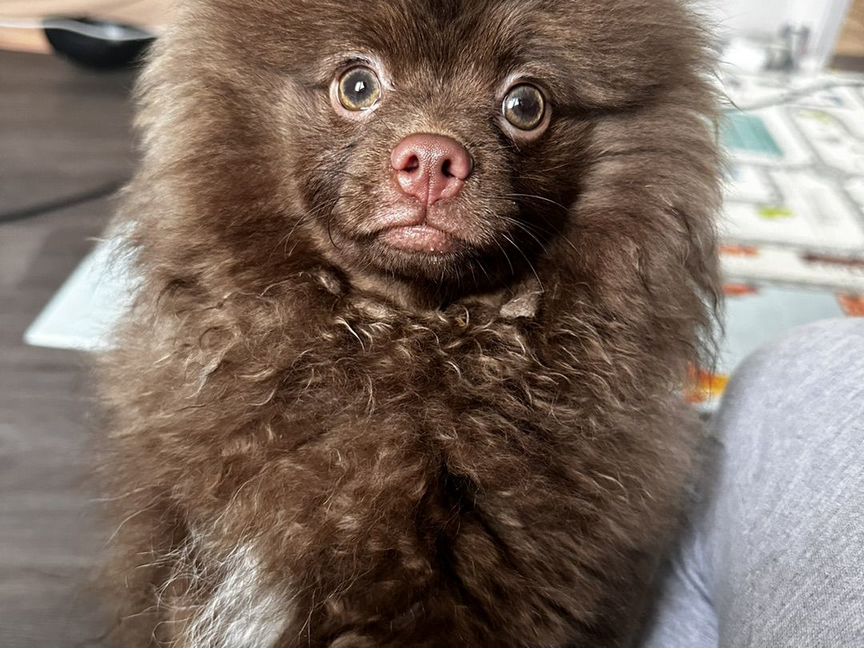 Шпиц 4 месяца