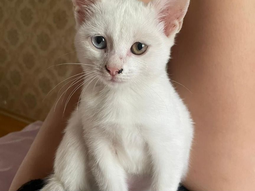 Котенок