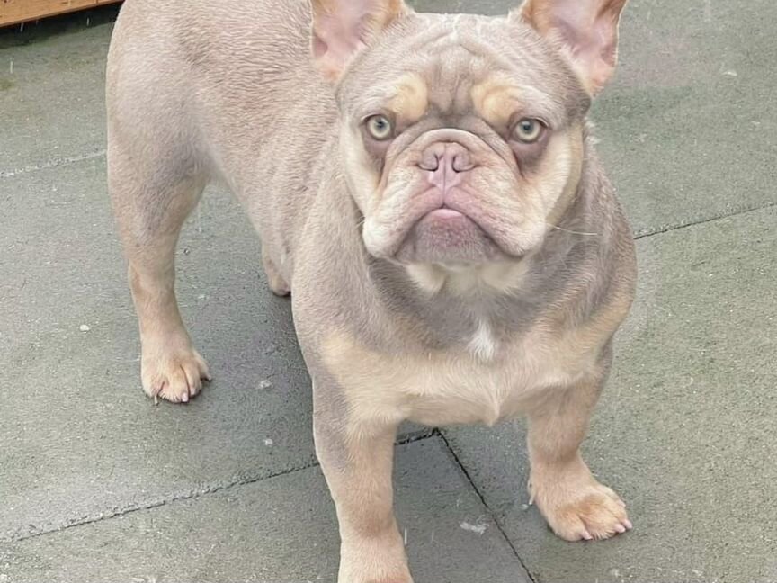 Французский бульдог