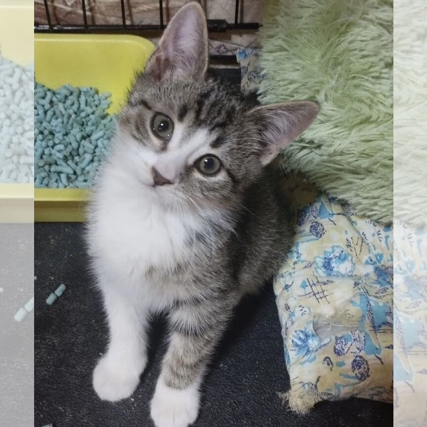 Котенок ищет добрые ручки