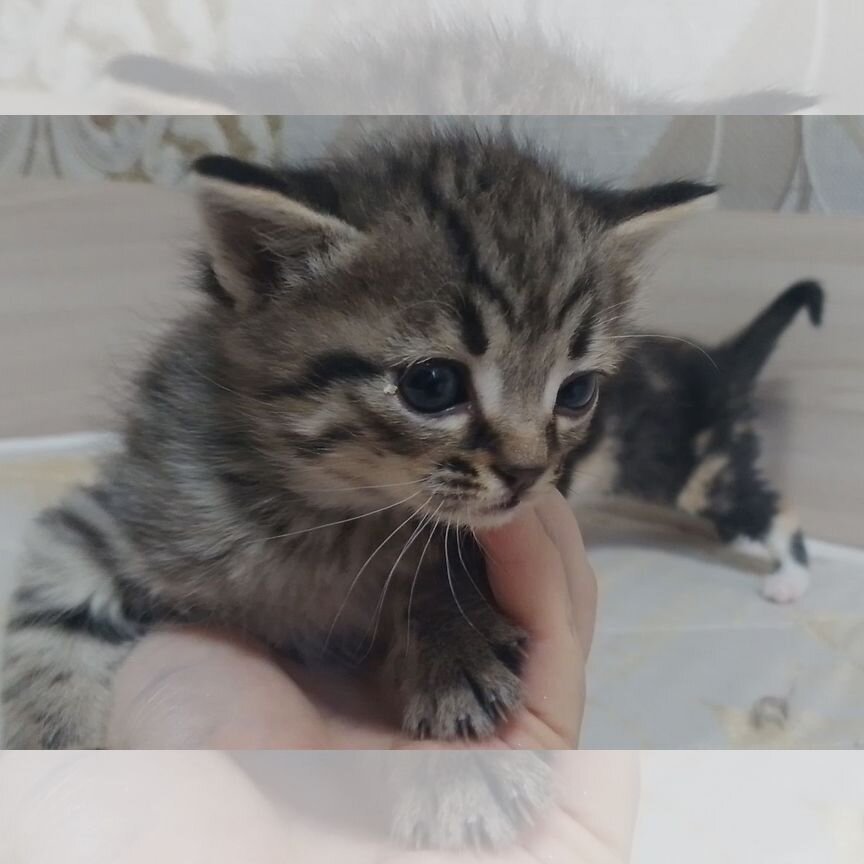 Котёнок в добрые руки