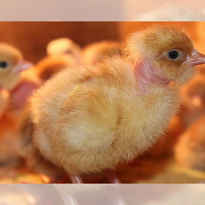 Цыплята домашние мясо- яичной породы