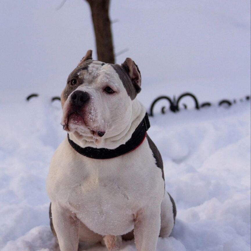 Американский булли кобель вязка