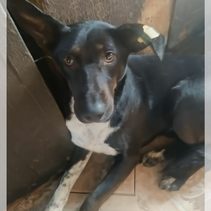 Взрослая собака в добрые руки