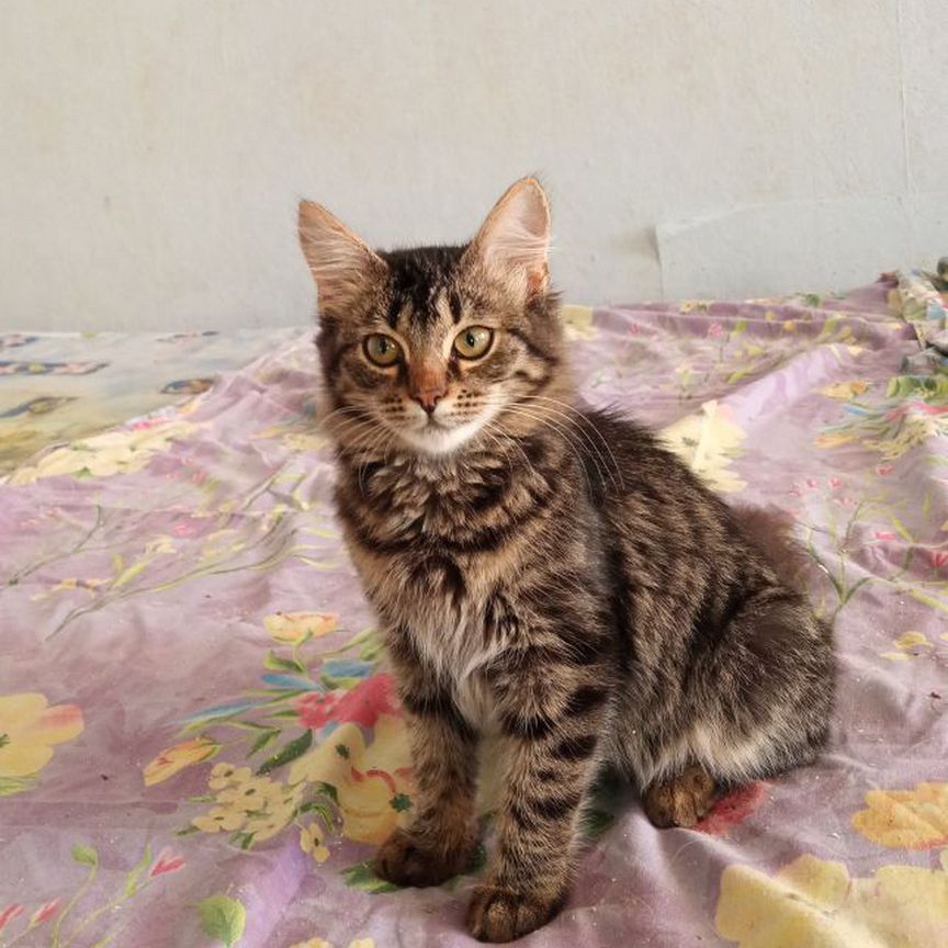 Котята