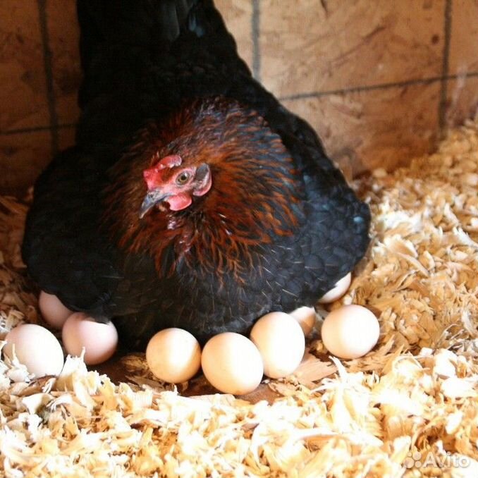 Куры-наседки (квочки) и их цыплята