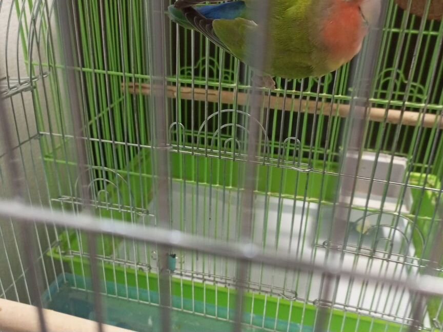 Попугай неразлучник с клеткой