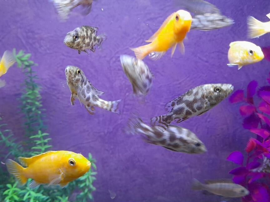 Аквариумные рыбки