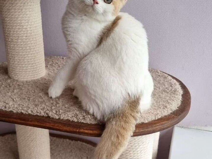 Котёнок Ny 12 02