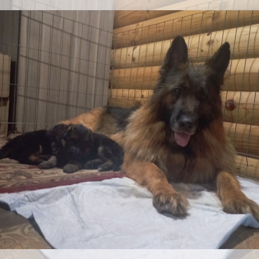 Немецкая овчарка, щенок