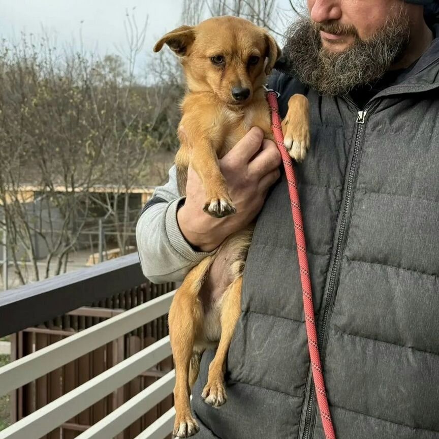 Взрослый пёс в добрые руки