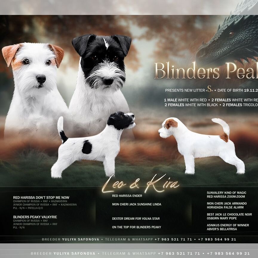 Джек-рассел-терьер, щенок