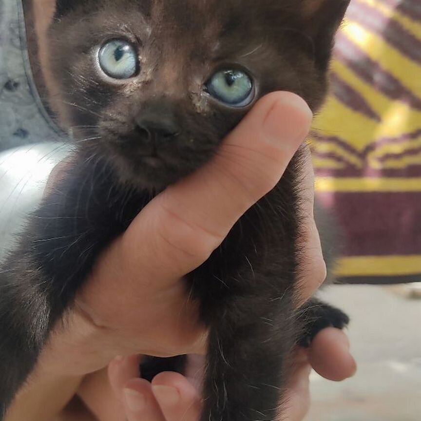 Три маленькие кошечки, ждут своих хозяев