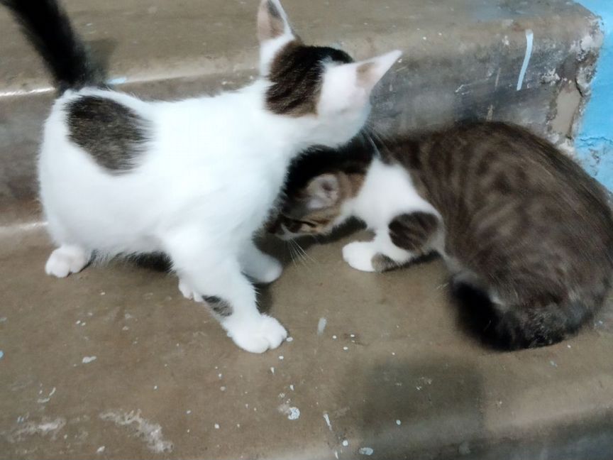 Котята 2,3 месяца живут в подъезде