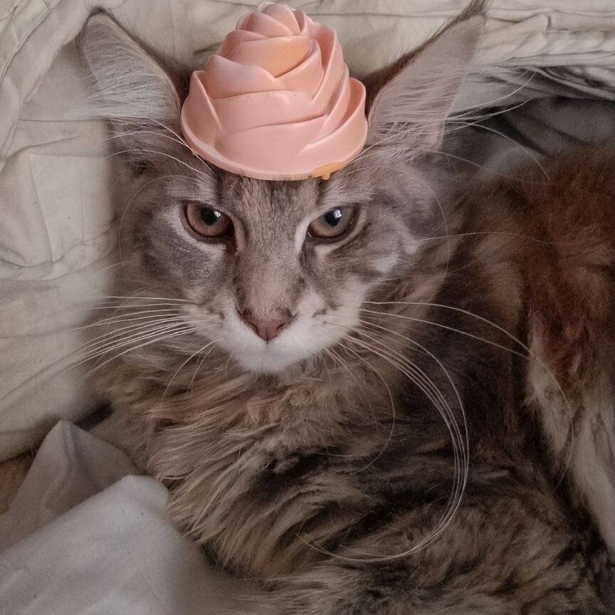 Мейн-кун котёнок