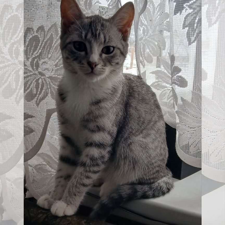 Котёнок в добрые руки