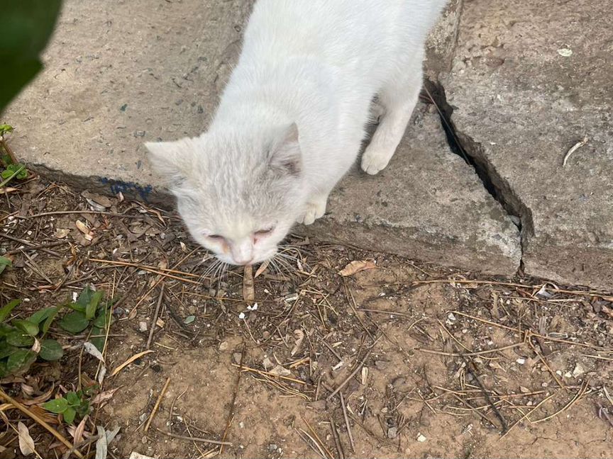 Котейка в добрые руки