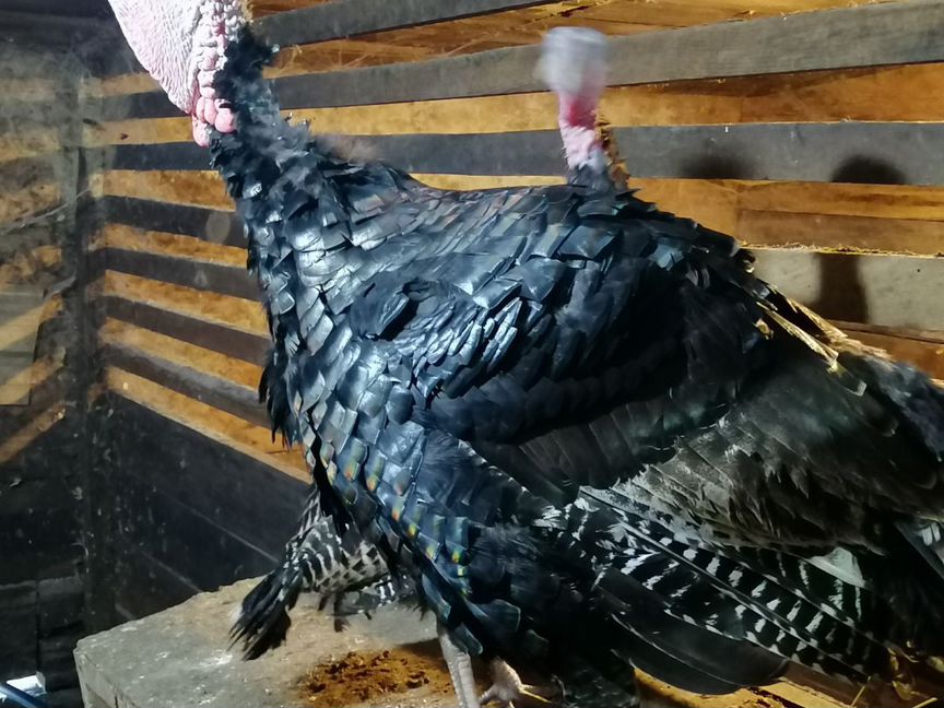 Продам индюков