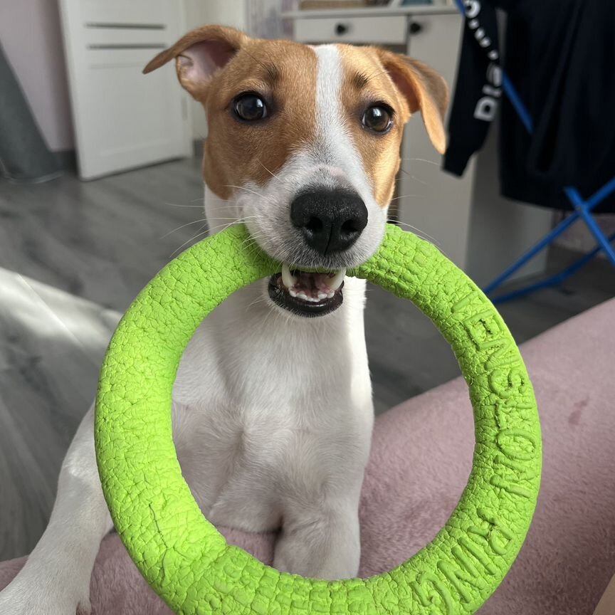 Джек-рассел-терьер, взрослая собака