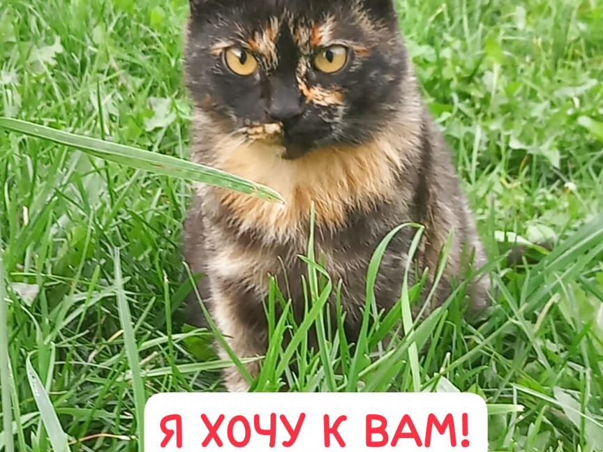 Киса шейла, около1 года, стерилиз. черепах.окраса