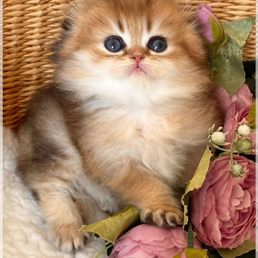 Шотландский вислоухий длинношёрстный котёнок