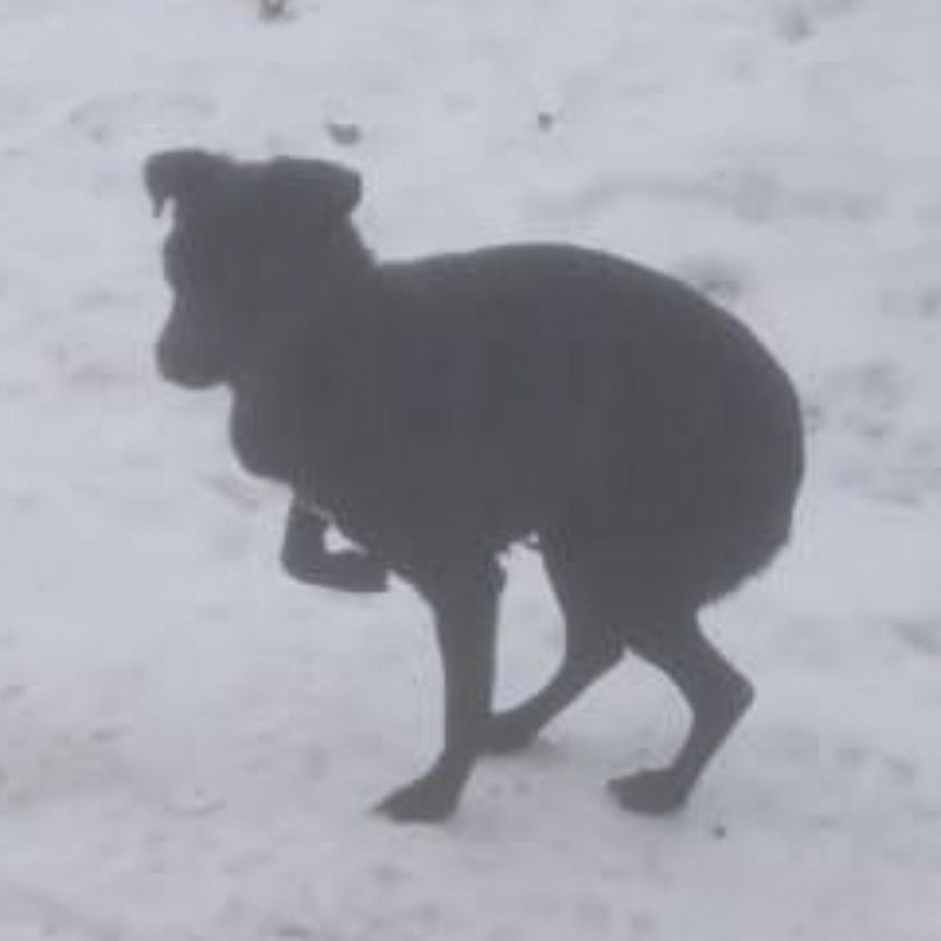 Той терьер однолюбка в компаньоны доброму человеку