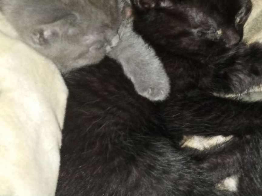 Дом для кошки