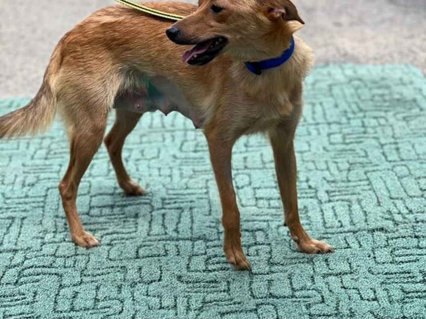 Маленькая рыжая собачка из отлова ищет дом