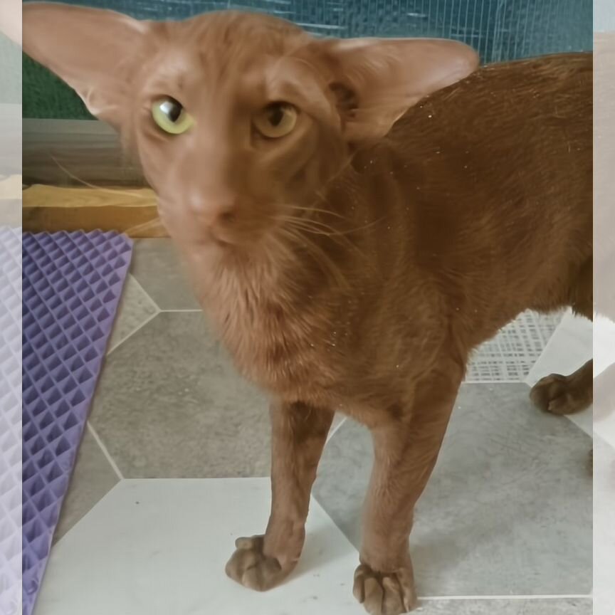 Ориентальный, взрослый кот