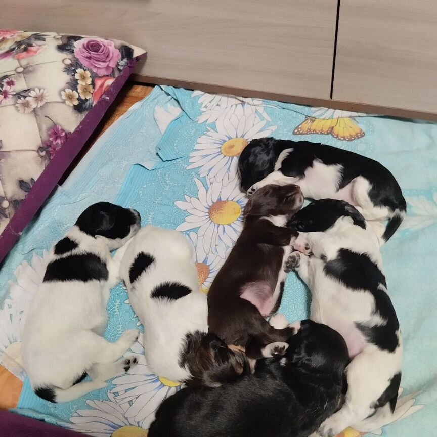 Продаются щенки кокер спаниель