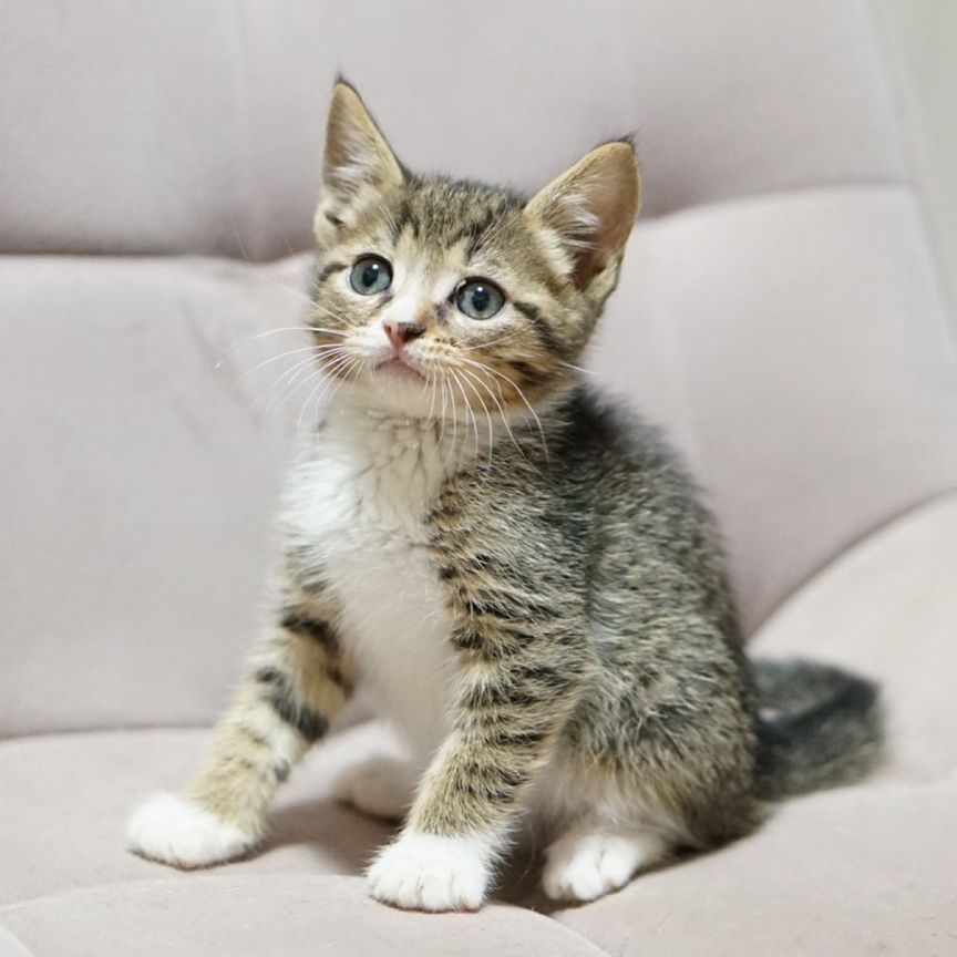 Котёнок Серж