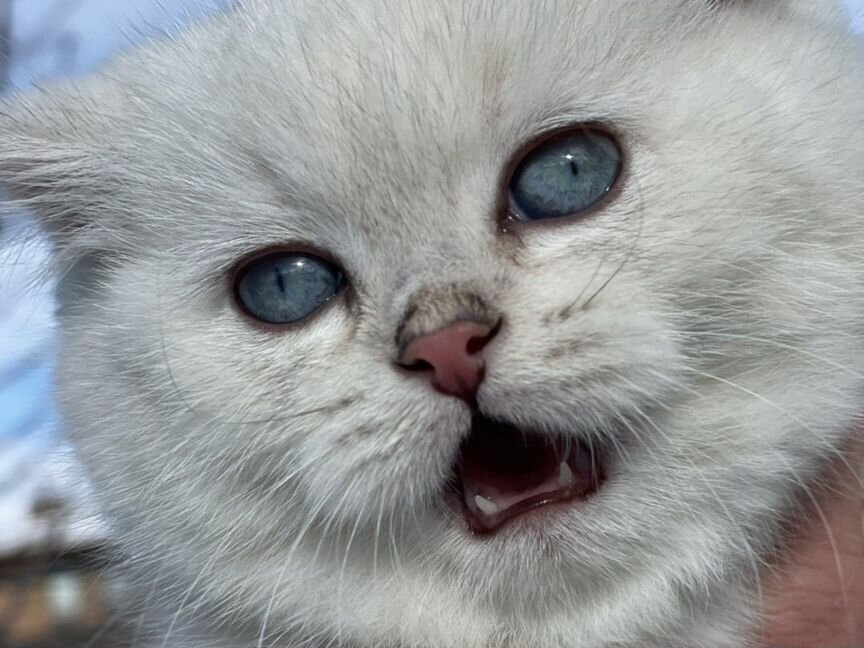 Продажа Британских кошек и котят