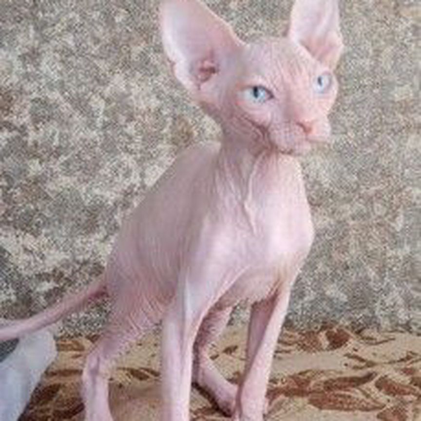 Сфинкс котёнок