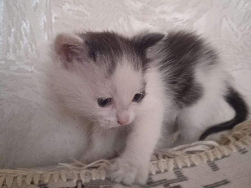 Котята в добрые руки бесплатно