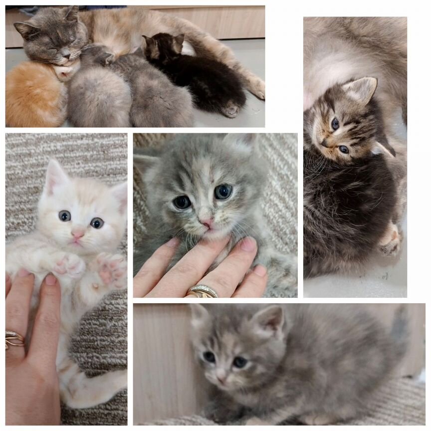 Самые милые котятки)
