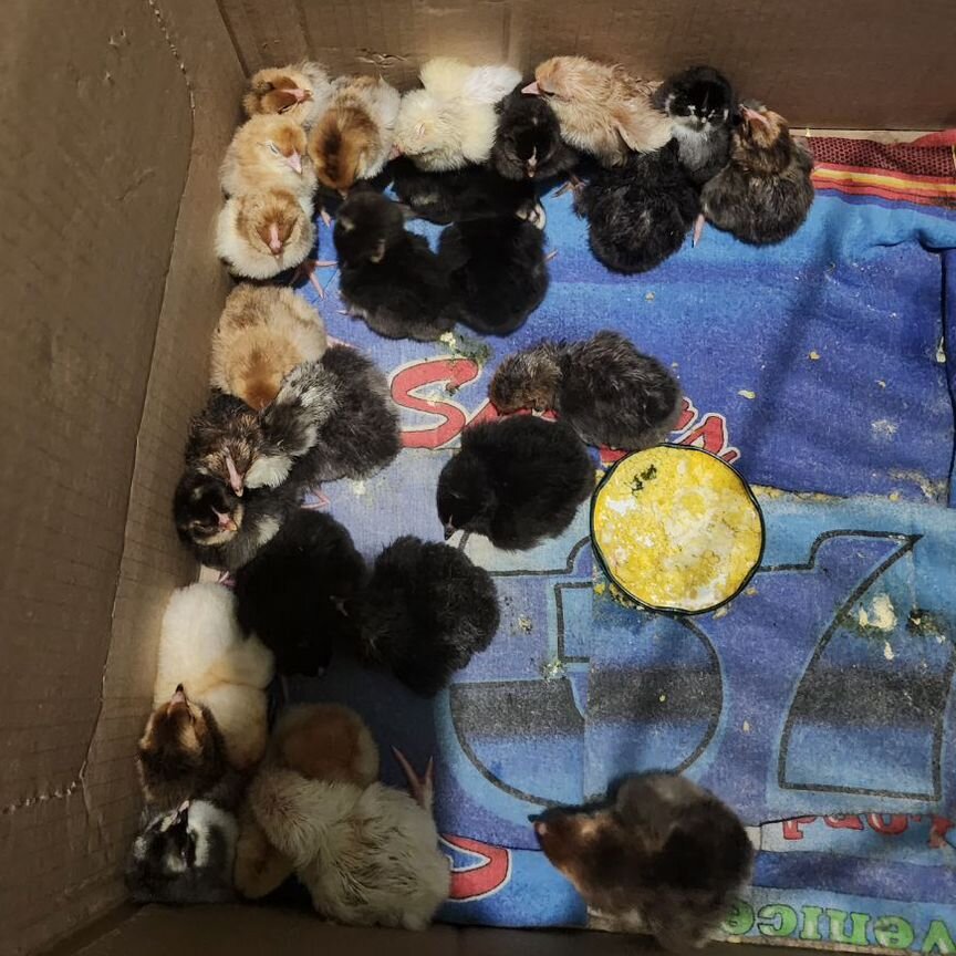 Цыплята суточные