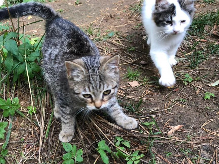 Котята в добрые руки
