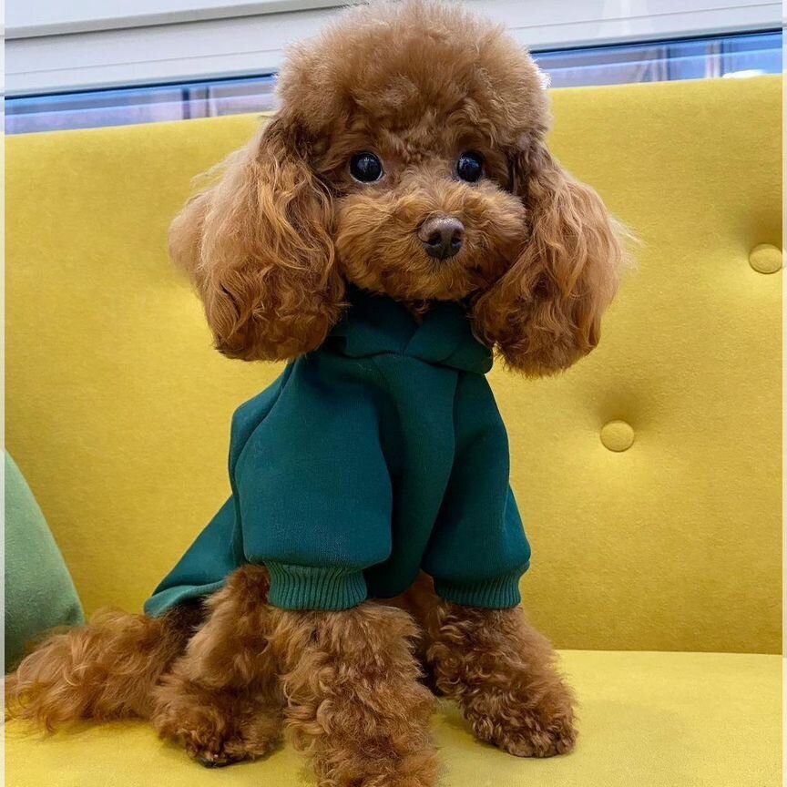 Той-пудель, щенок